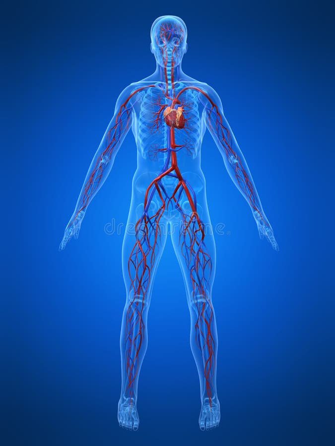 Sistema cardiovascular ilustração stock. Ilustração de heartbeat - 5564134