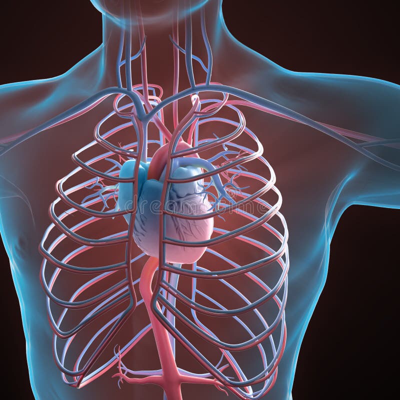 Anatomia Do Sistema Circulatório Humano 3d Ilustração Stock ...