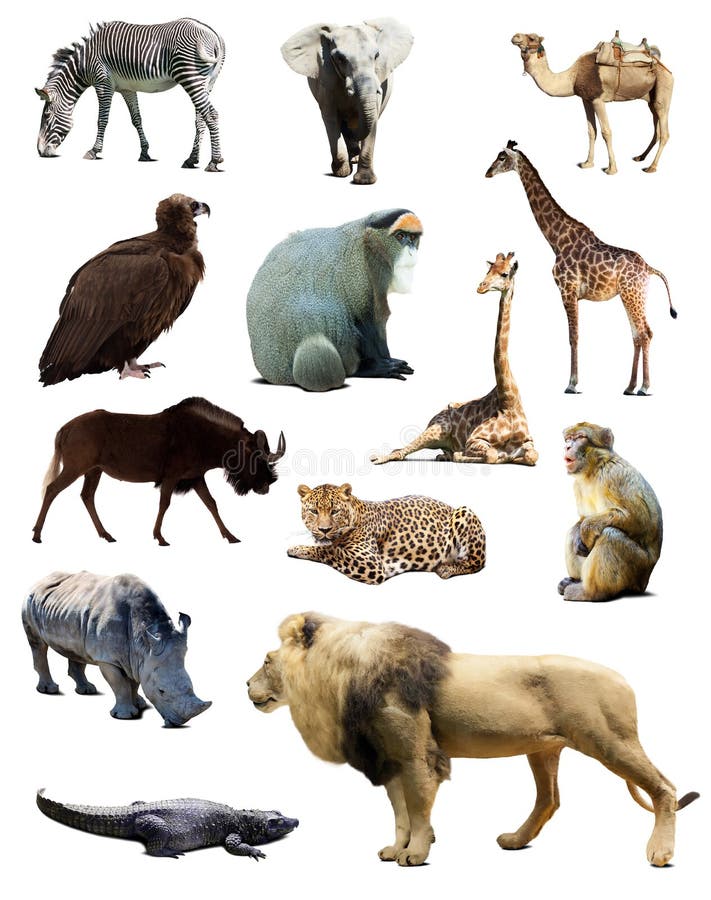 Sistema De Animales Africanos Foto de archivo - Imagen de fauna, corte ...