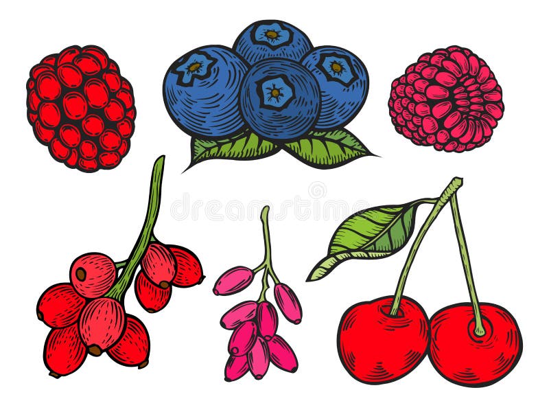 Sistema De Color De La Baya Ilustración del Vector - Ilustración de ...