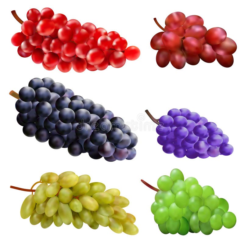 Sistema De Diversas Variedades De Uvas Ilustración del Vector ...
