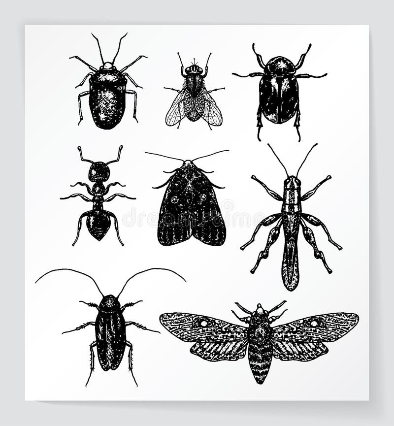 Sistema De Diversos Insectos E Insectos Ilustración del Vector ...