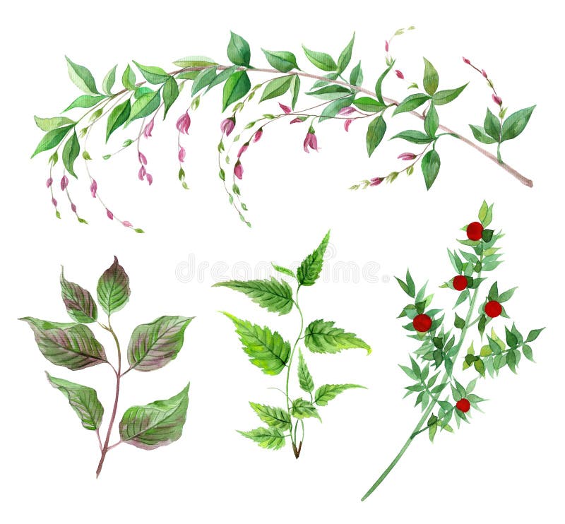 Sistema De La Acuarela De Plantas Verdes Stock de ilustración ...