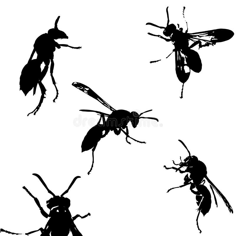 Avispa Blanco Y Negro Ilustraciones Stock, Vectores, Y Clipart – (2,291 ...