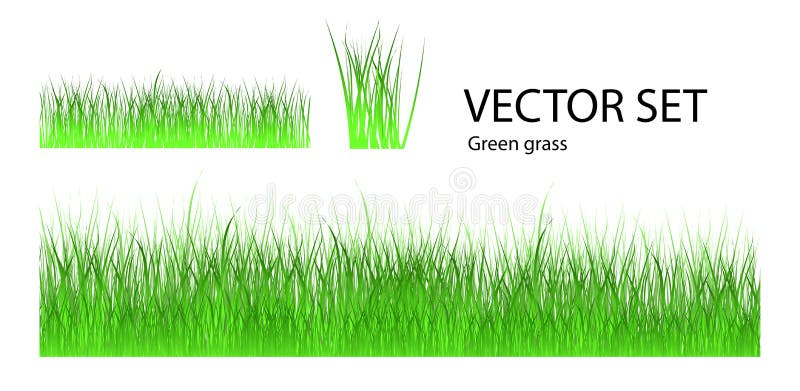 Vector la hierba verde ilustración del vector. Ilustración de floral ...