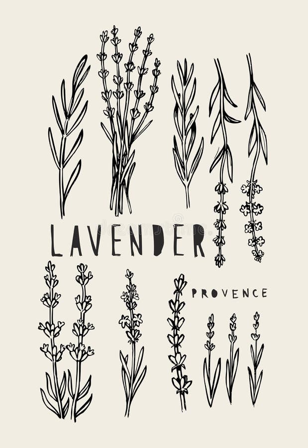 Sistema De La Lavanda Del Vector Ilustración del Vector - Ilustración ...