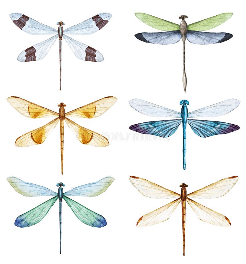 Sistema De La Libélula De La Acuarela Stock de ilustración ...