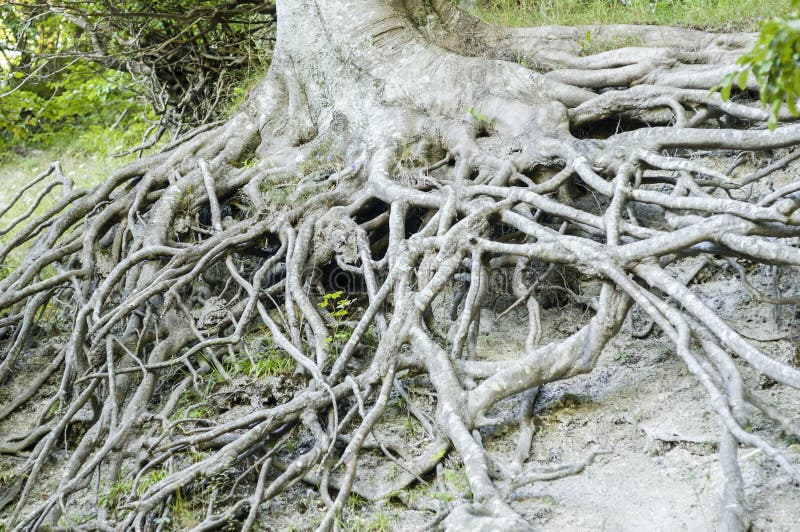 Sistema De La Raíz Del árbol Imagen de archivo - Imagen de seco ...
