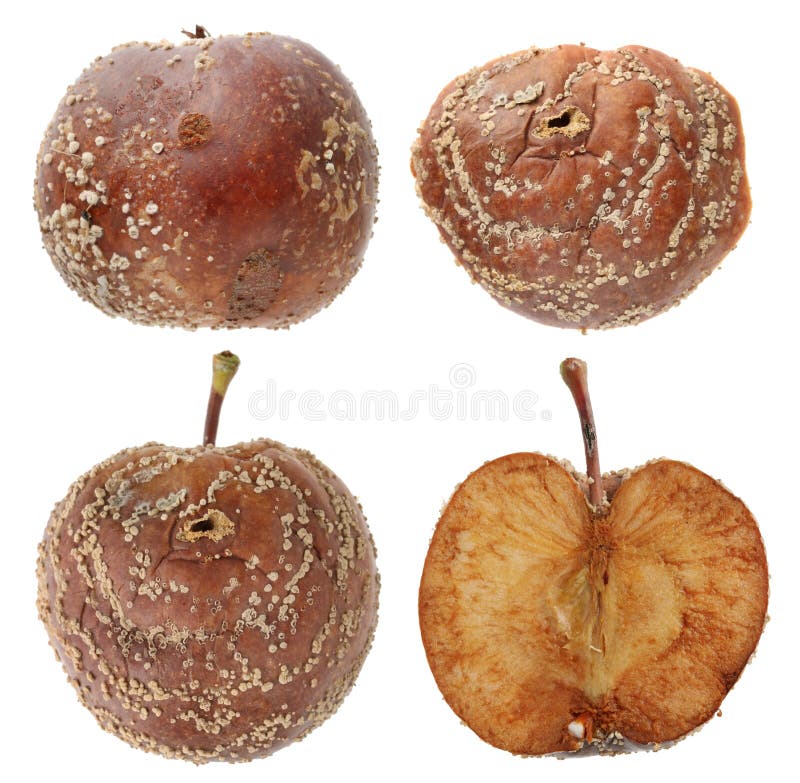 Una Gala Real De Manzana Podrida O Descompuesta Cubierta Con Puntos ...