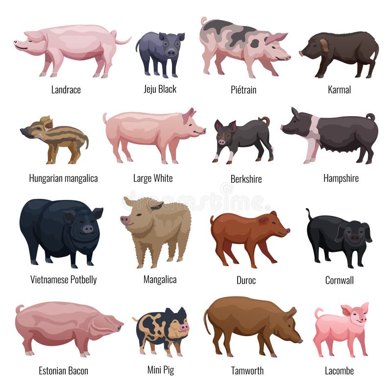 Sistema De Los Iconos Del Cerdo Ilustración del Vector - Ilustración de ...