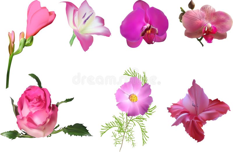 Sistema De Siete Flores Rosadas Aisladas En Blanco Ilustración del ...