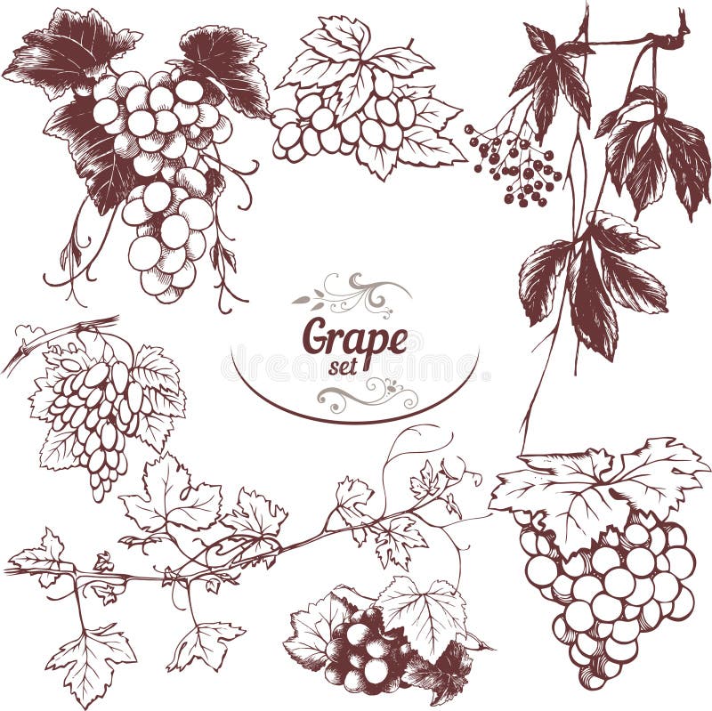 Sistema De Uvas De Los Dibujos Ilustración del Vector - Ilustración de ...