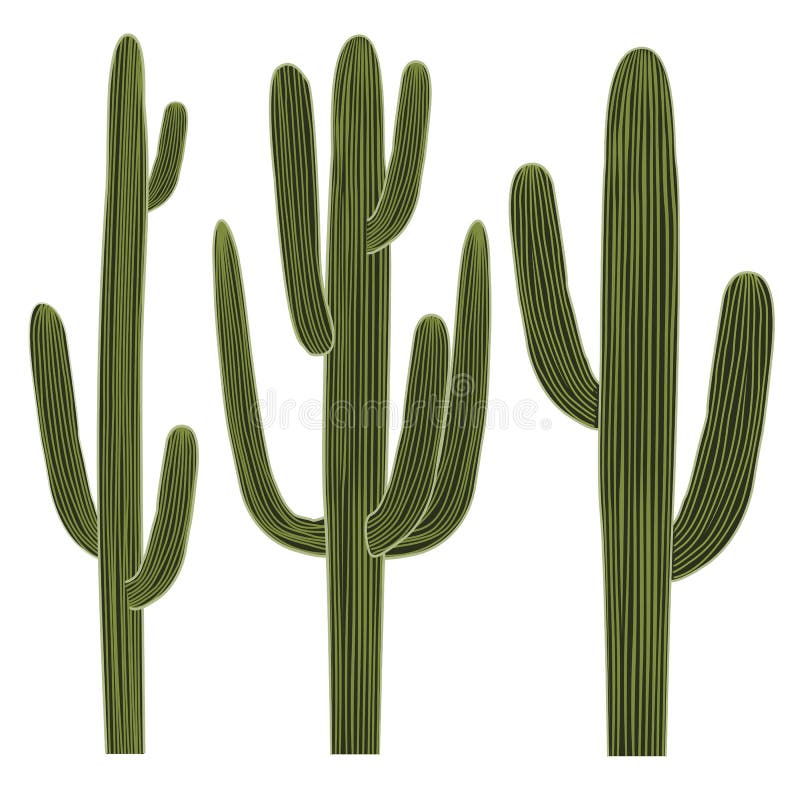 Ejemplo Del Cactus Del Saguaro, Dibujo, Grabado, Tinta, Línea Arte, Vector Ilustración del ...