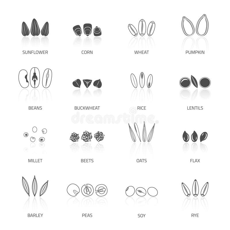 Conjunto De Iconos De Semillas, Que Representa Los Tipos Más Comunes De ...