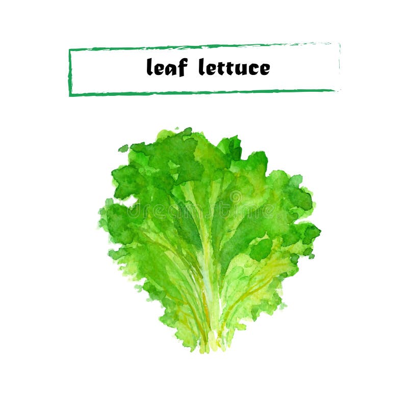 Sistema Del Vector De Lechuga De Hoja De La Acuarela Ilustración del ...