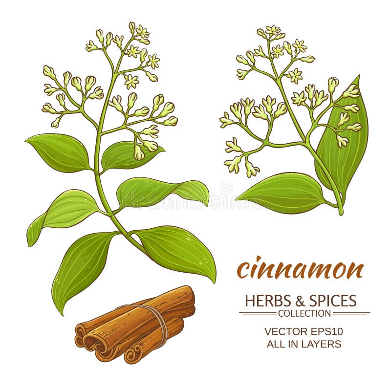 Sistema Del Vector Del Canela Ilustración del Vector - Ilustración de ...