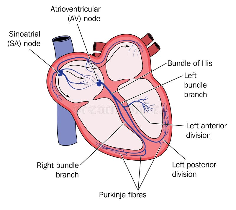 Sistema Di Conduzione Di Cuore Illustrazione Vettoriale - Illustrazione ...