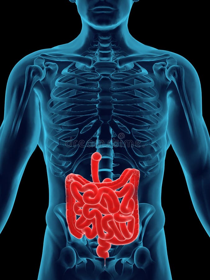 Digestivo Ilustraciones Stock, Vectores, Y Clipart – (27,768 ...