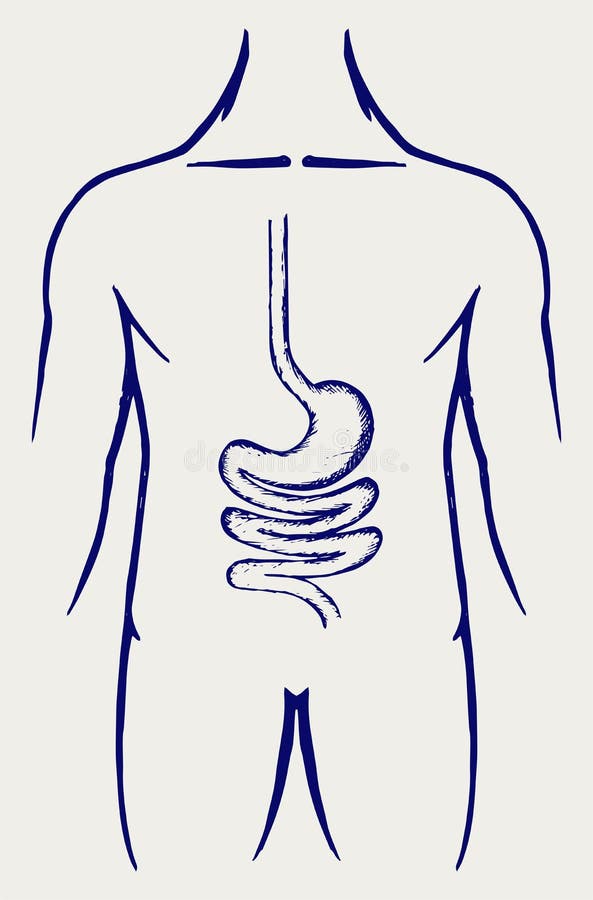 Sistema digestivo humano ilustración del vector. Ilustración de recto ...