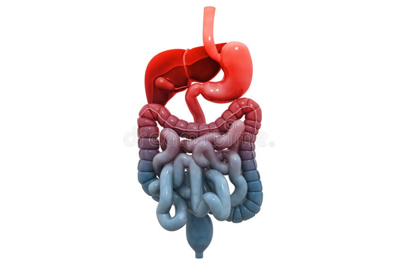 Sistema digestivo humano stock de ilustración. Ilustración de elemental ...
