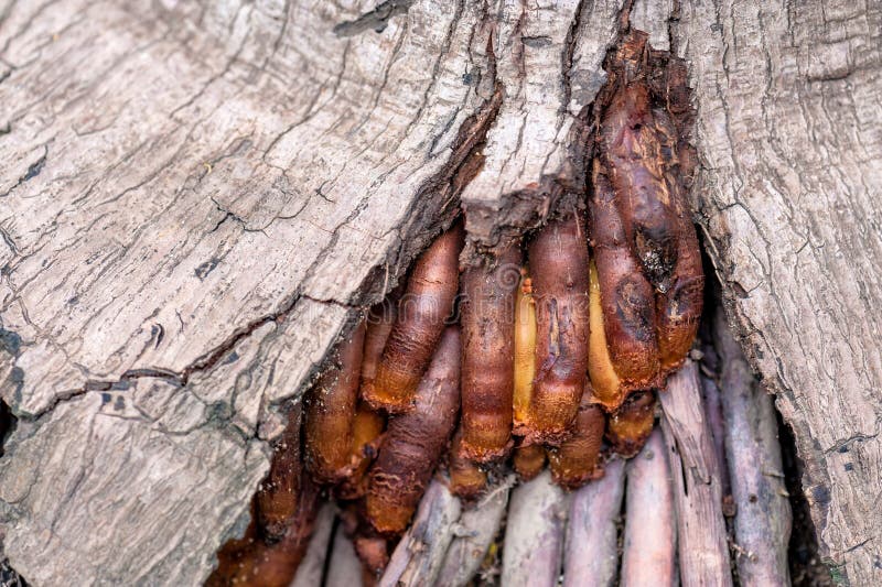 Sistema enraizado foto de stock. Imagem de bark, crescimento - 34333002