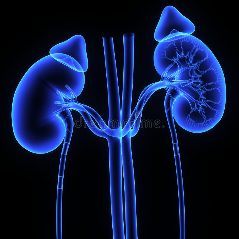 Sistema excretorio stock de ilustración. Ilustración de pintura - 49323219