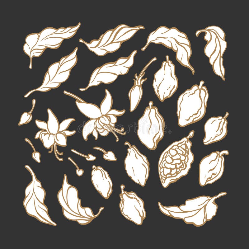 Sistema Floral Del Vector Del Cacao Ilustración del Vector ...