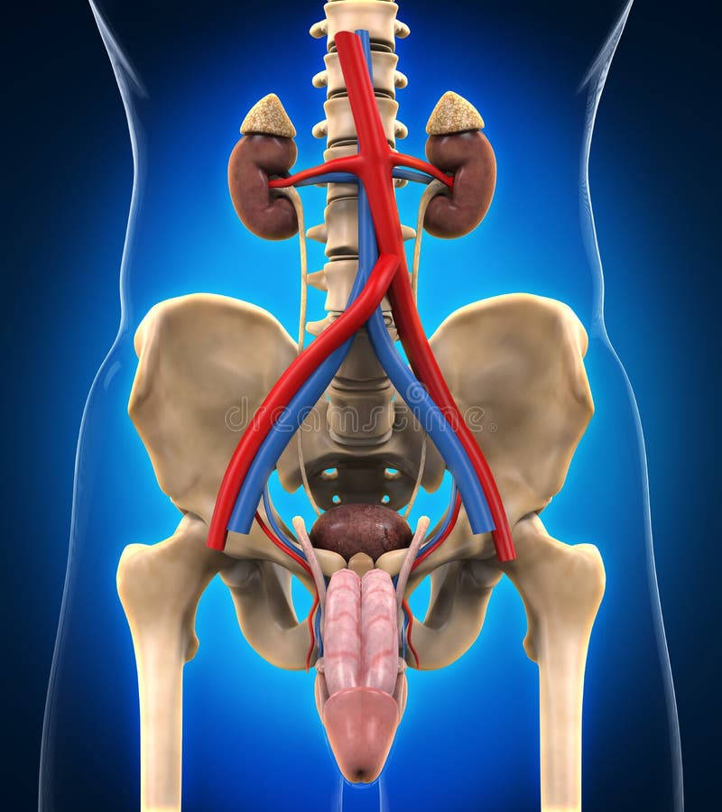 Sistema renal urinário ilustração stock. Ilustração de abdominal - 32455945