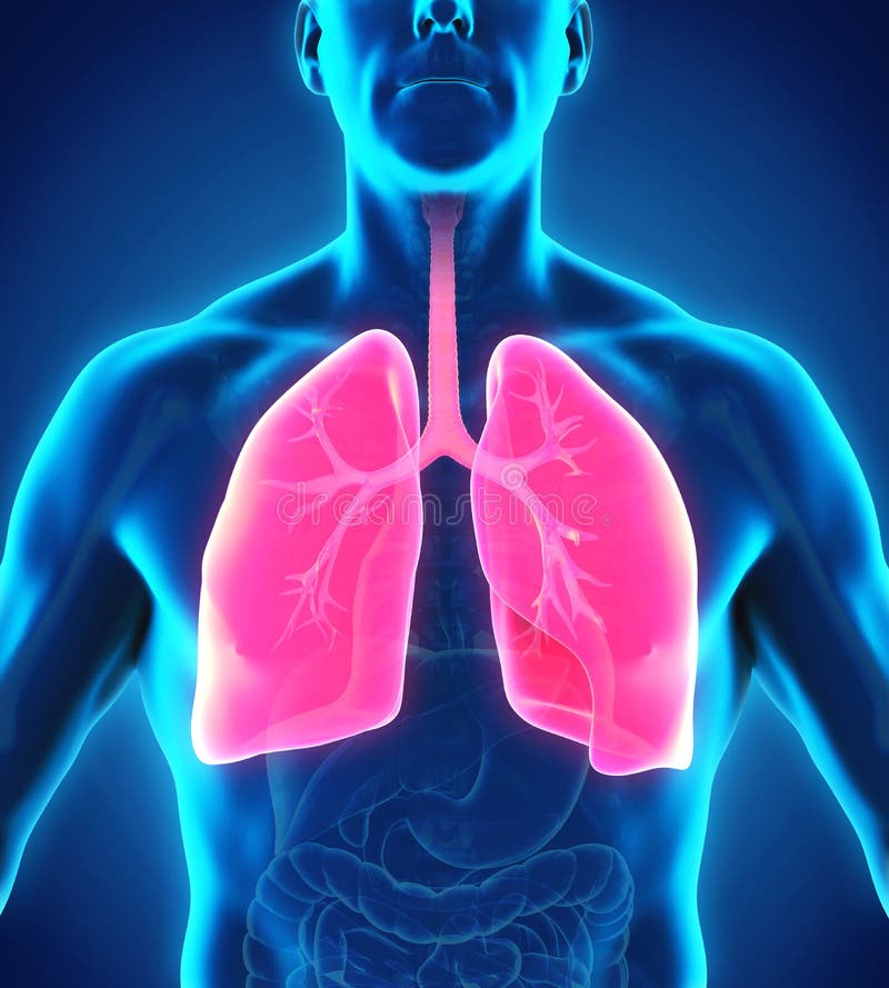 Diagrama De Sistema Respiratorio Humano Stock de ilustración ...