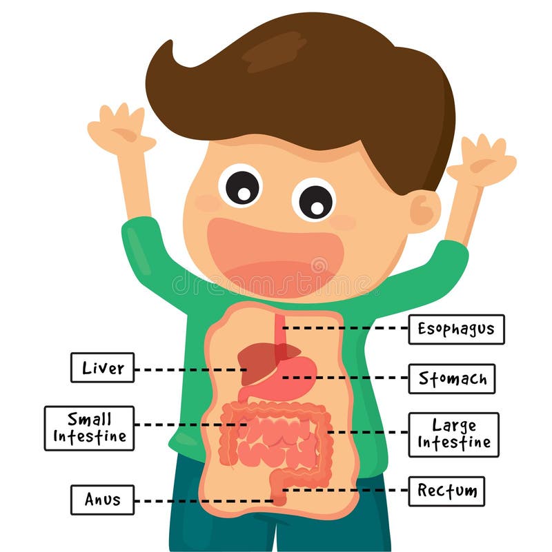 Sistema Umano Di Digestione Illustrazione di Stock - Illustrazione di ...