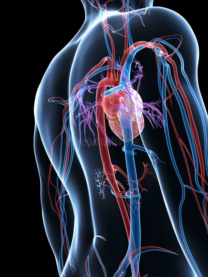 Sistema vascular humano ilustração stock. Ilustração de vascular - 28960805