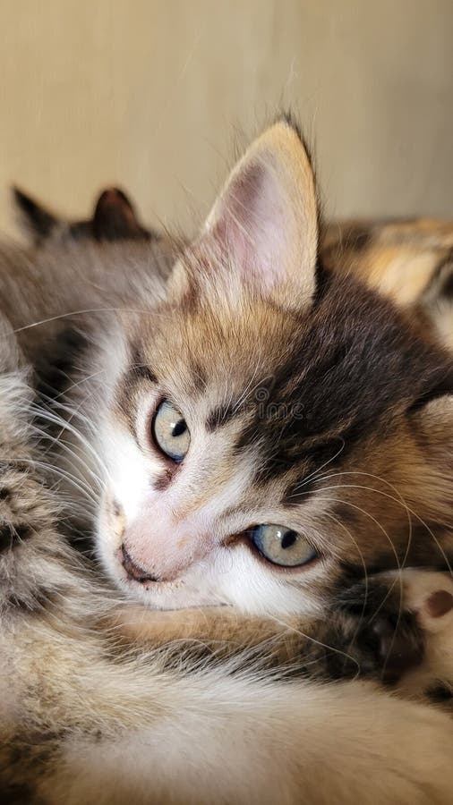 Cute sister cat winking stock photo. Image of catto - 273569822