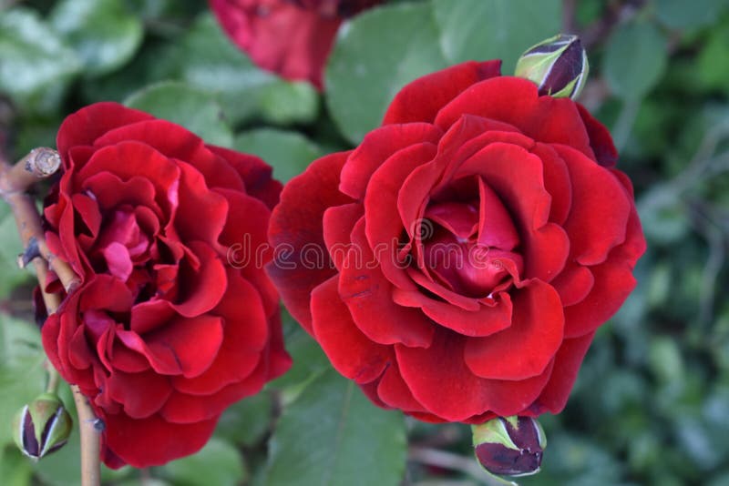 Sisters of Rose stock image. Image of leaf, meadow, little - 100293695