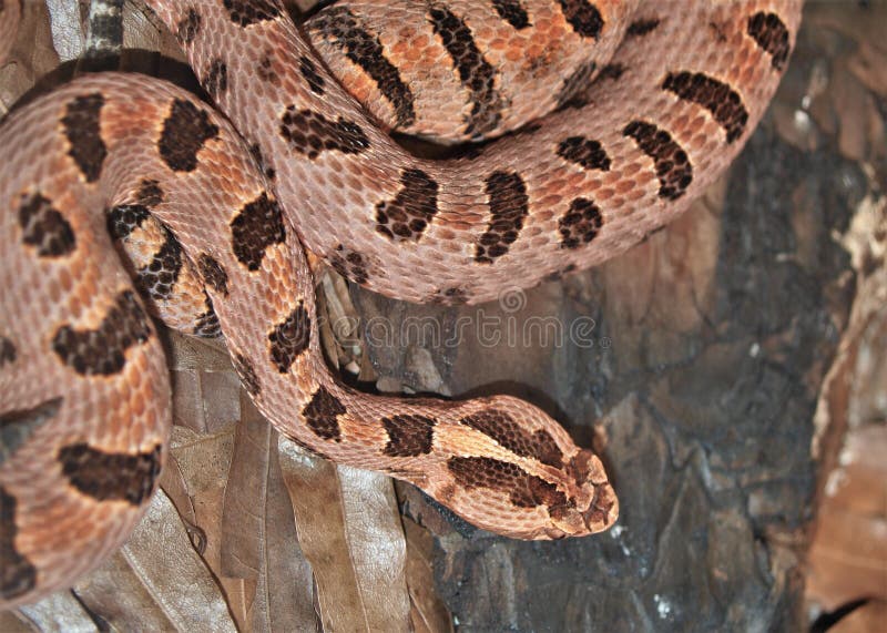 Serpiente De Cascabel Enana Imagen de archivo - Imagen de animales ...