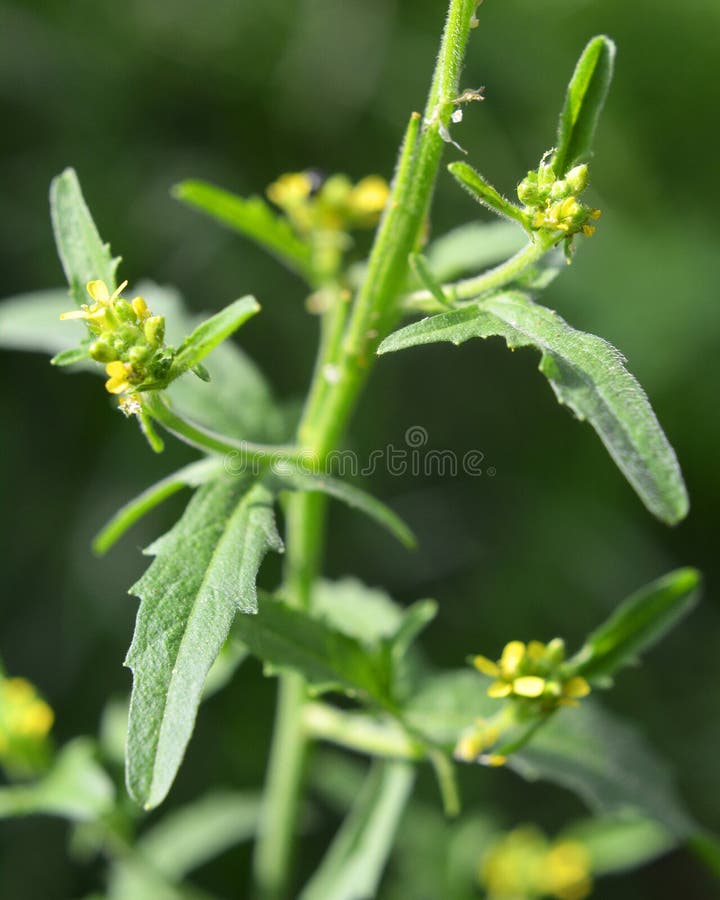 Sisymbrium Officinale Grows in Nature Stock Photo - Image of pharmacy ...