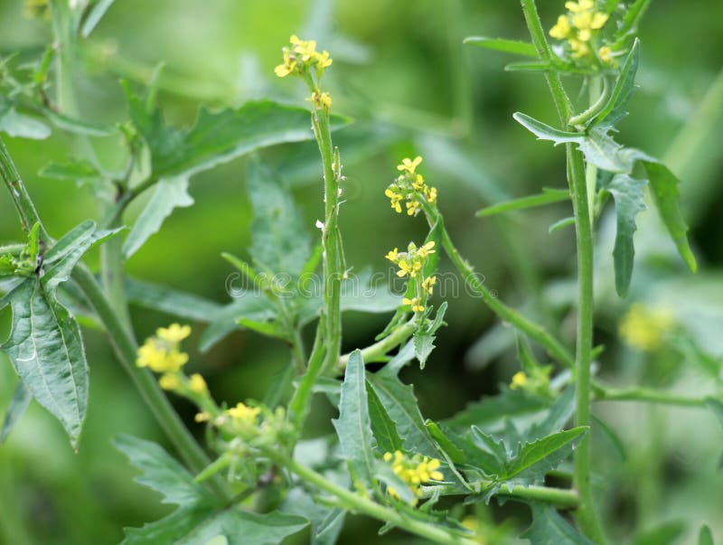 Sisymbrium Officinale Grows in Nature Stock Photo - Image of macro ...
