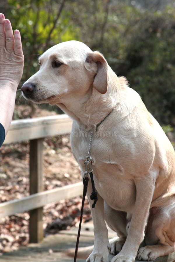 Sit, Stay stock image. Image of control, animal, obedience - 2076693