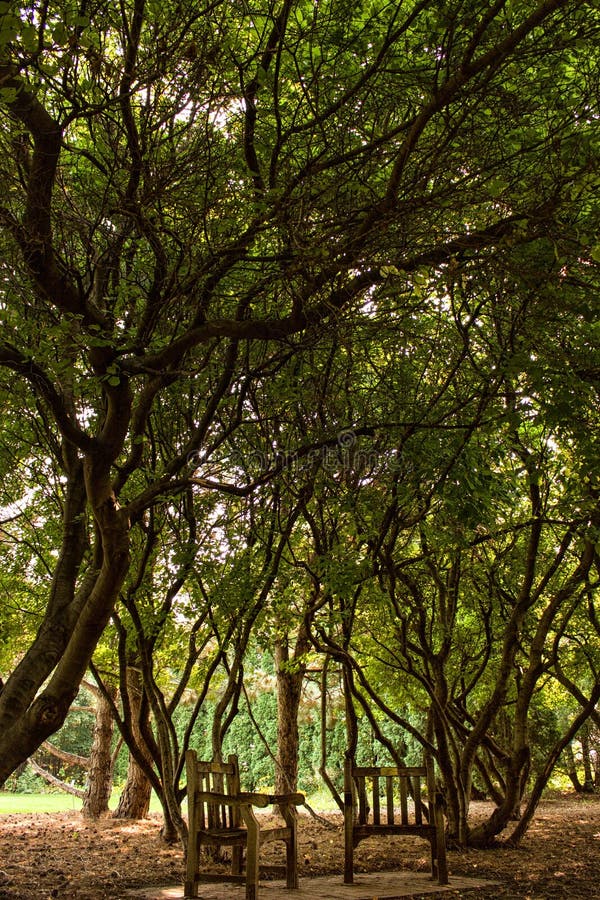 Sit for a while Under the Trees Stock Photo - Image of dead, trees ...
