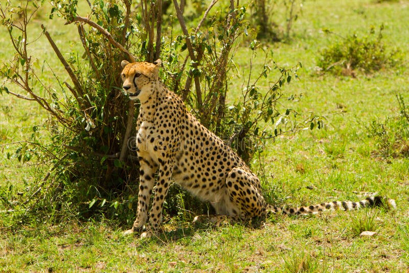 A sit-up straight cheetah stock photo. Image of cheetah - 23040336