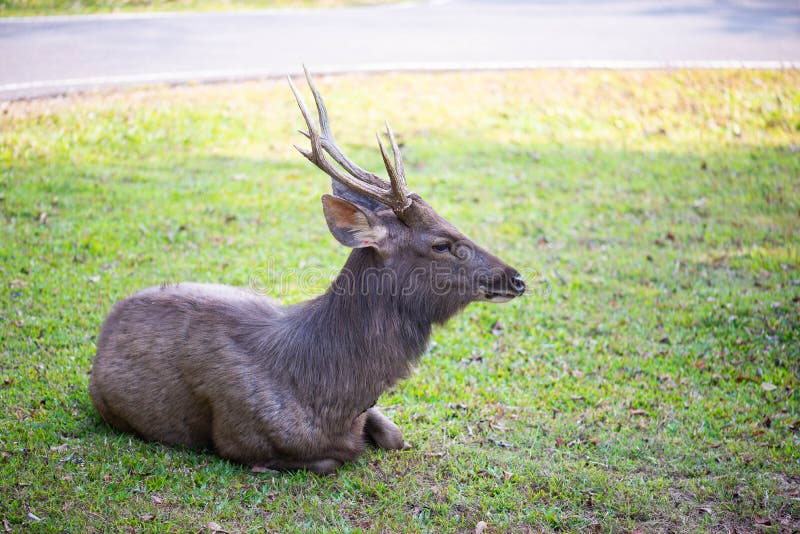 Sit Wild Deer stock photo. Image of buck, nature, white - 128444586