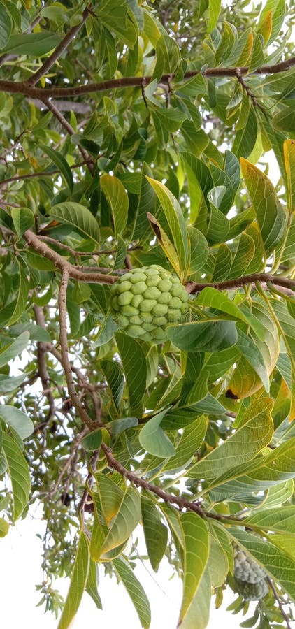 Sitapala Stock Photos - Free & Royalty-Free Stock Photos from Dreamstime