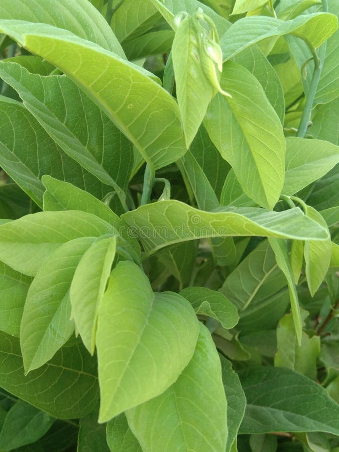 Sitaphal fruet leaf stock photo. Image of fruit, green - 217891230