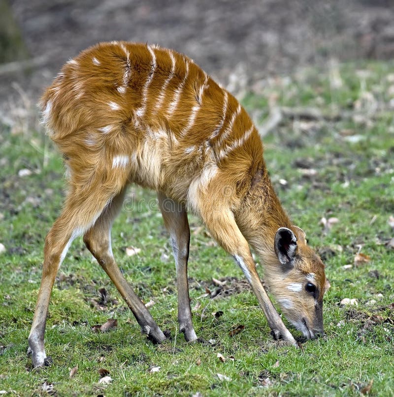 Sitatunga foto de stock. Imagem de pasto, ecologia, animal - 30407276
