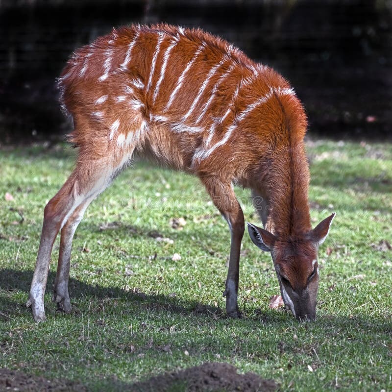 Sitatunga imagem de stock. Imagem de tropical, selvagem - 113980909