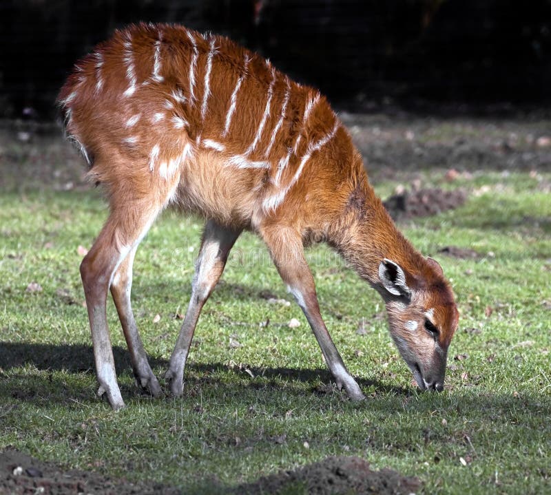 Sitatunga photo stock. Image du frôlez, femelle, écologie - 104614884