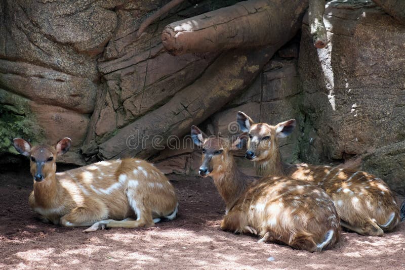 Sitatunga Antelope Drinking from a Pond. Stock Image - Image of animal ...