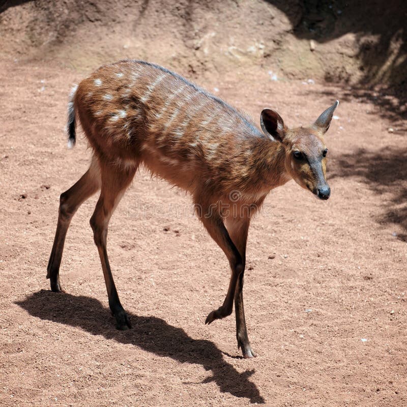 Sitatunga Antelope Drinking from a Pond. Stock Image - Image of animal ...