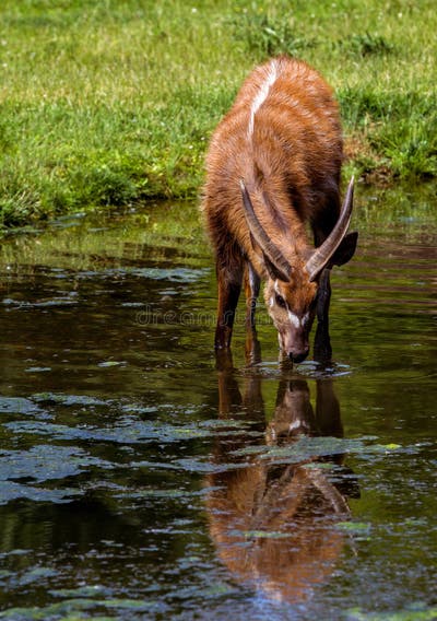 Sitatunga Antelope Drinking from a Pond. Stock Image - Image of animal ...