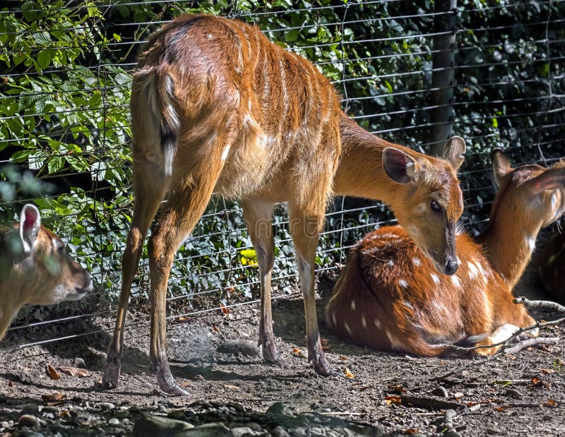 Sitatunga 4 stock photo. Image of ecology, africa, sitatunga - 35043406