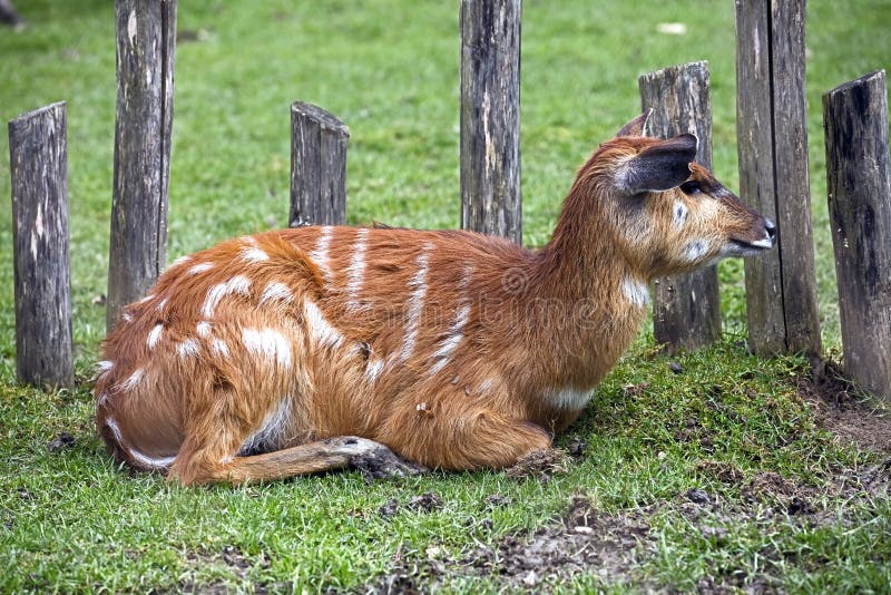 Sitatunga 16 stock image. Image of antelope, sitatunga - 113980909